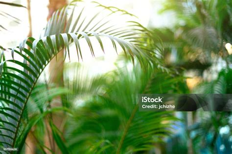 푸른 하늘에 팜 나무입니다 여름 휴가 여행 복사 공간 개념 태양 조명 효과와 팜 지점입니다 디자인에 대 한 배경입니다 열 대