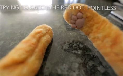 用第一猫称视角打开猫猫的一天 哔哩哔哩