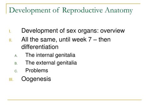 Ppt Development Of Reproductive Anatomy Powerpoint Presentation Free Download Id