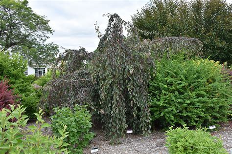 Ruby Tears Weeping Crab Malus Bailears In Milwaukee Brookfield Waukesha New Berlin Pewaukee