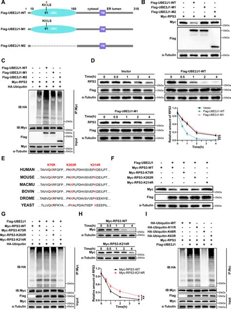 Ube2j1 Promotes The Poly Ubiquitination And Degradation Of Rps3 At K214