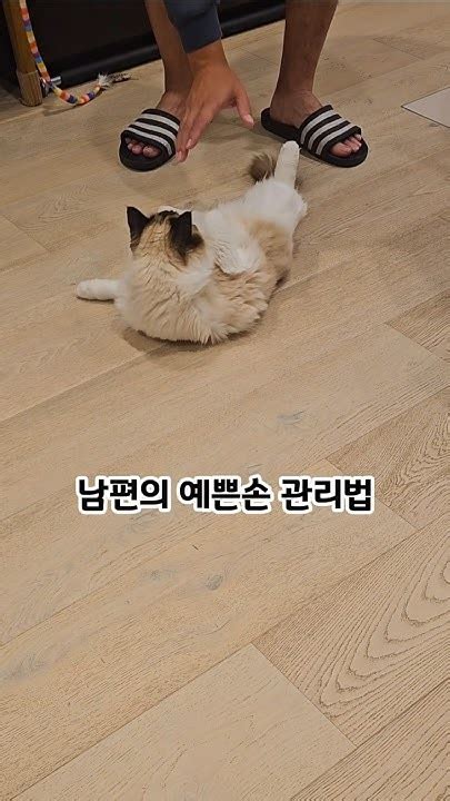 손이 예쁜남자의 관리법 귀여운 고양이 Cute Cat Youtube