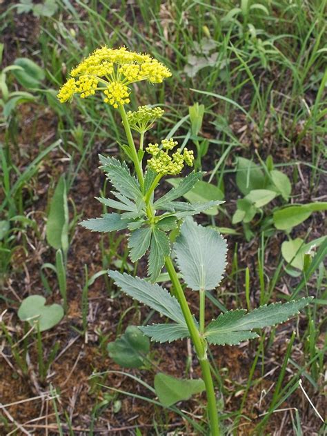 Wild Parsnip User Pfc598 Phytophotodermatitis Draft Wikipedia Wild Parsnip Invasive