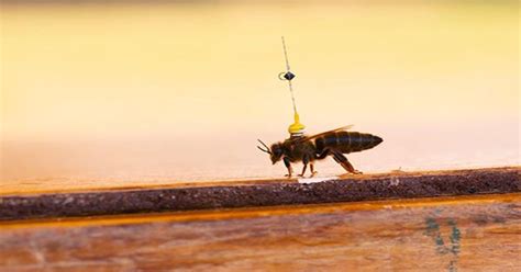 The Secret Aerial Sex Lives Of Honeybee Drones Revealed Using Radar Technology Assignment Point