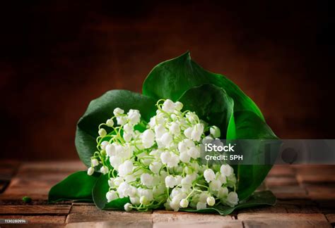 빈티지 나무 테이블 선택적 초점에 흰색 향기로운 백합 계곡의 단풍과 꽃다발에서 봄 계곡에 대한 스톡 사진 및 기타 이미지 계곡 계절 꽃 나무 Istock