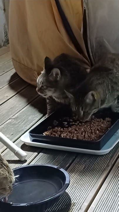 얘들아~ 춥다 빨리 밥먹고 텐트집에 들어와~ 엄마 먼저 들어갈께~♡ Cat 고양이 Youtube