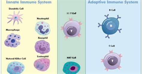 Biotechfront Immune Cells And Its Function