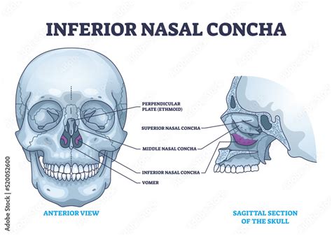 Plakat Inferior Nasal Concha Location With Human Nose Area Anatomy Outline Diagram Labeled