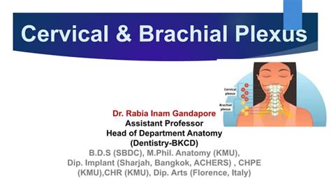 Cervical And Brachial Plexus By Dr Rig Pptx