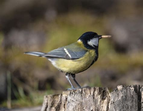 Premium Photo Close Up Of Great Tit On Wood