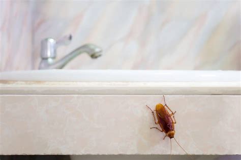 Why Do Water Bugs Come Out In The Summer The Main Reason