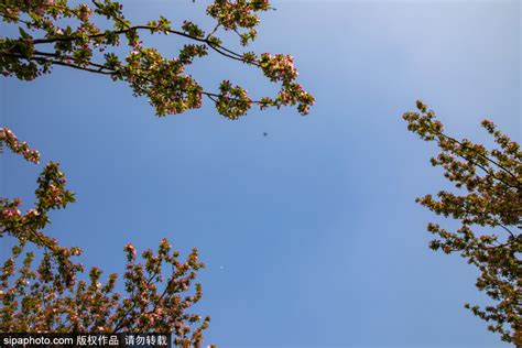 中国天津市文化中心广场海棠花含苞待放