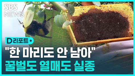 꿀벌 또 집단폐사열매도 실종 Sbs D리포트 Youtube