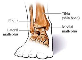 Lateral Malleolus Anatomy