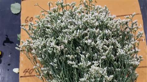 시네신스 화이트 Youtube