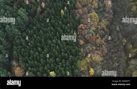 Different Forest Types Stock Videos Footage HD And 4K Video Clips Alamy