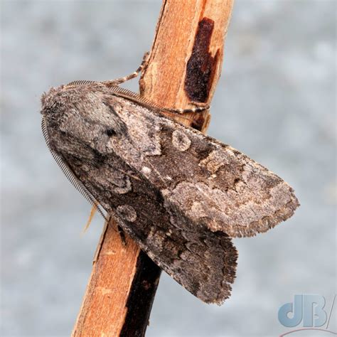Moth Of The Moment A Bullseye For A Deep Brown Dart David Bradley Science Writer