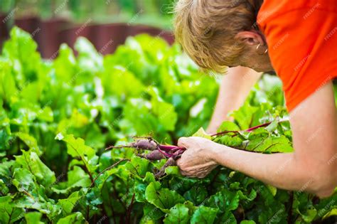 El Agricultor Cuida Las Plantas En El Huerto De La Granja Concepto De