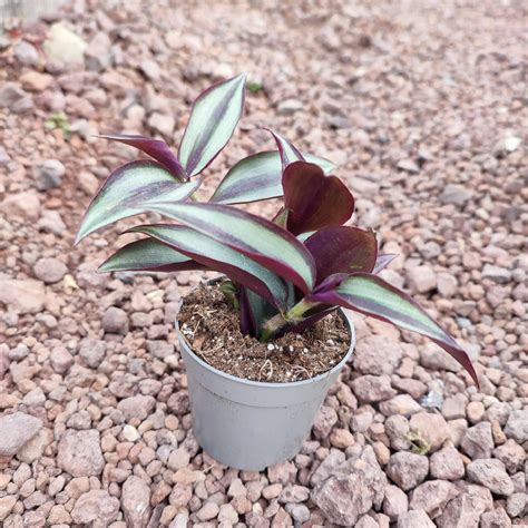 Tradescantia Zebrina ‘purple Passion Giromagi Cactus And Succulents