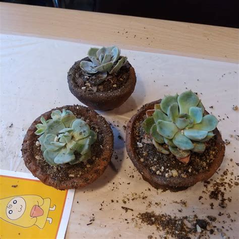 제주고산리유적 제2차 제고담 우리 친구들 잘 만들었죠😆 제주고산리유적안내센터