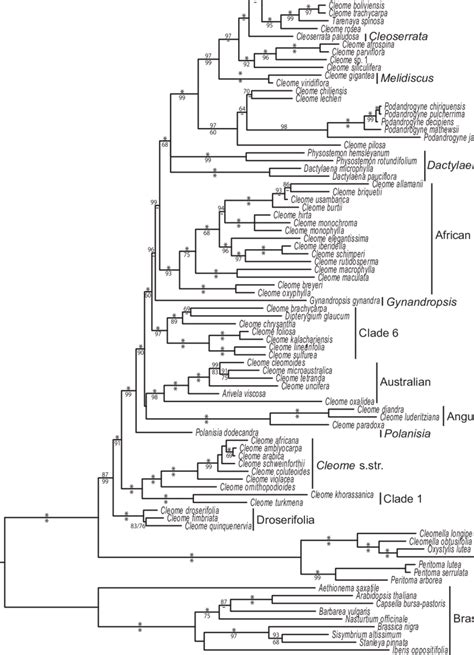 bayesian 50 majority rule consensus tree inferred from chloroplast