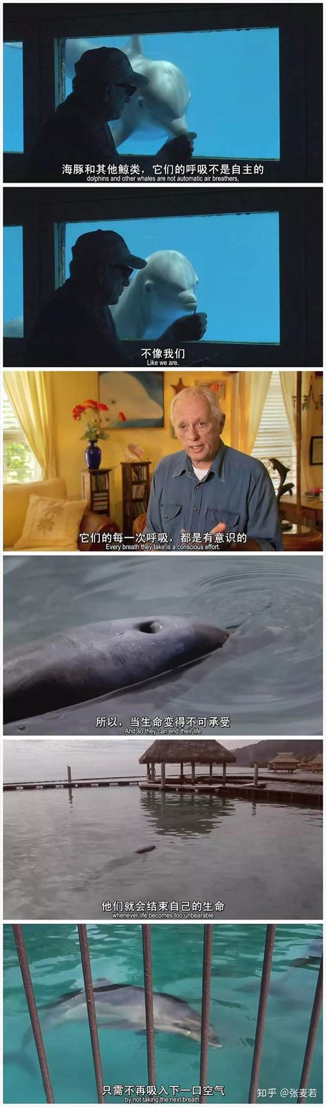 海豚湾：一场血腥屠杀后的狂欢，生而为人，我很抱歉！ 知乎