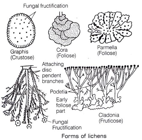 Lichen Types Diagram