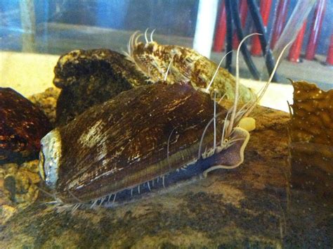 What Is Abalone Seashell In Abalone Shell Jewelry Victoria Fredericks Jewelry Box