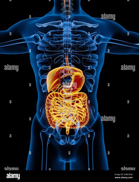 Digestive System Of Human Skeleton System Anatomy Front View 3d