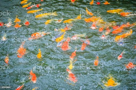 화려한 멋진 잉어 물고기는 호수에서 수영의 그룹 다채로운 Koi 물고기는 연못에서 수영의 학교 0명에 대한 스톡 사진 및 기타 이미지 Istock
