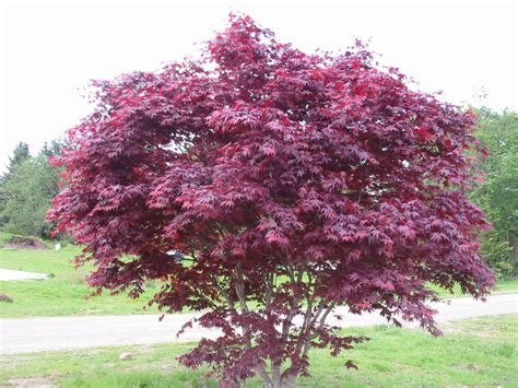 Emperor I Japanese Maple Acer Palmatum Emperor I Wholesale