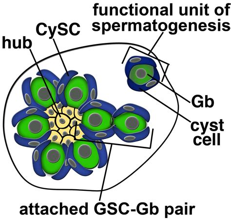 Fruitfly Sperm Cells Reveal Intricate Coordination In Stem Cell