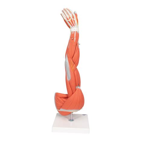 Anatomisch Model Van De Linker Arm