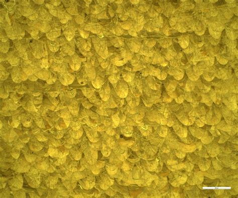 Farshad Ghadimi On Linkedin Metallurgy Metallurgy Microstructure Macrostructure Inconel718…