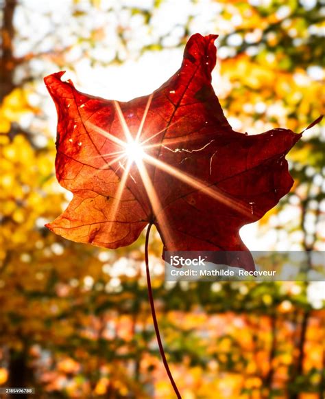 고립 된 붉은 단풍 잎은 흐릿하고 화려한 자연 가을 배경에 대한 몇 줄기 햇빛이 나뭇잎 사이로 통과합니다 0명에 대한 스톡 사진 및 기타 이미지 Istock