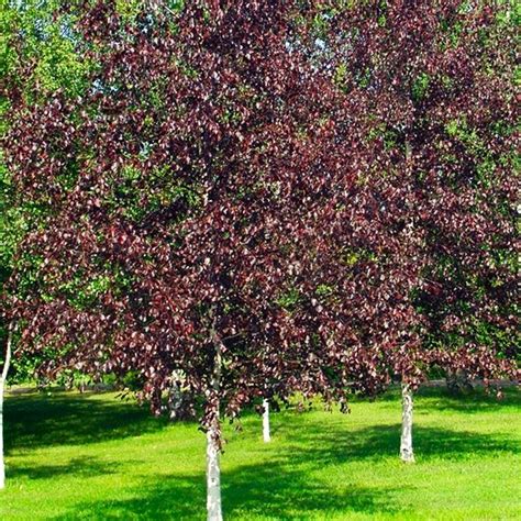 Crimson Frost Birch Bark