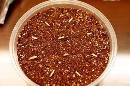 沙漠玫瑰种子种植办法 农村致富网