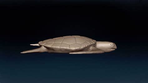 Game Effect Green Sea Turtle D Model Character Zbrush Illustrators Animation Illustrator