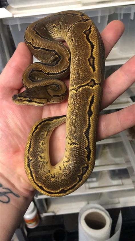 A Few Of Our Available Royal Pythons The Jungle Reptiles