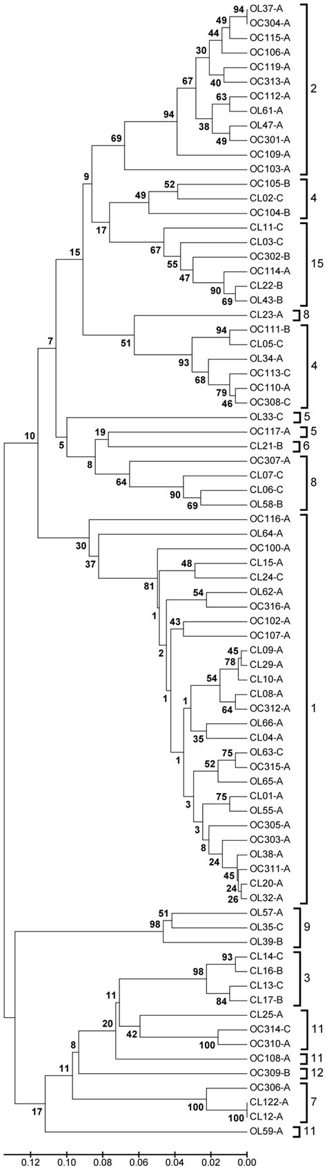 upgma dendrogram depicting the genetic relatedness of all c albicans
