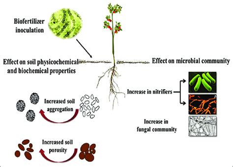 Role Of Biofertilizers On Physiological And Biochemical Properties Of