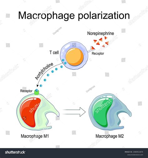 Macrophage Polarization M1 M2 Macrophages Transformation Stock Vector Royalty Free 2480912675