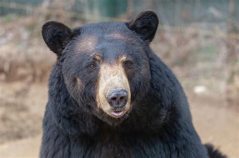 곰 흑곰 유토이미지 상세페이지 베이직샵 사진 20747182