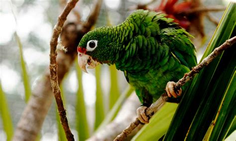 Liberan 30 Cotorras Puertorriqueñas En El Yunque El Nuevo Día