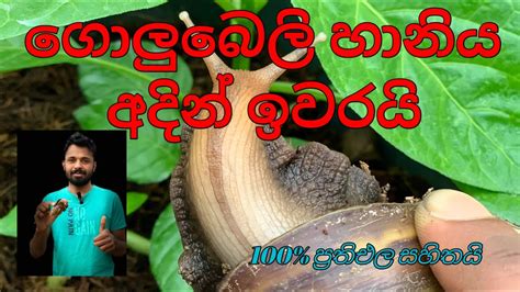 නයිමිරිස් වගාවේ ගොලුබෙලි හානියට විසදුම් Naimiris Wagawe Golubeli Haniya Hiru Plant Nursery