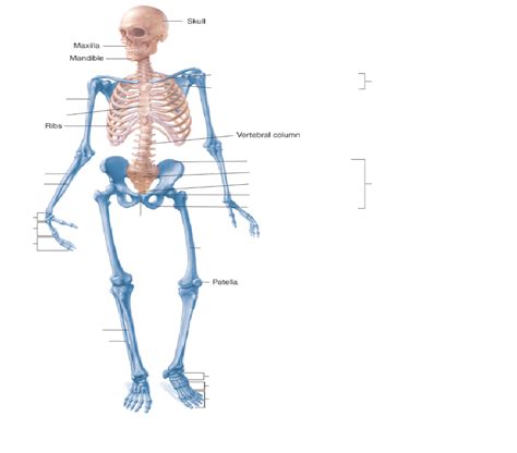 Diagram Of Grey Module Skeleton Quizlet