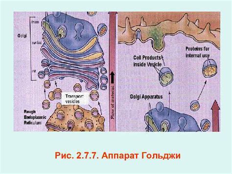 Лекция 2 Введение в молекулярную биологию и генную