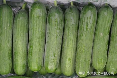 分享苦瓜减肥方法苦瓜吃法 知乎