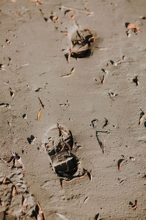 무료 사진 발자국 진흙 발자국 뻘 발자국 모래 자연 토양 더러운 야외에서