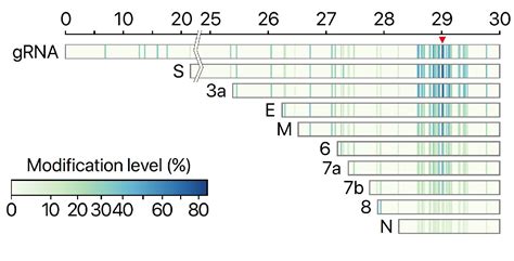 Cell The Architecture Of Sars Cov 2 Transcriptome 子夜星河